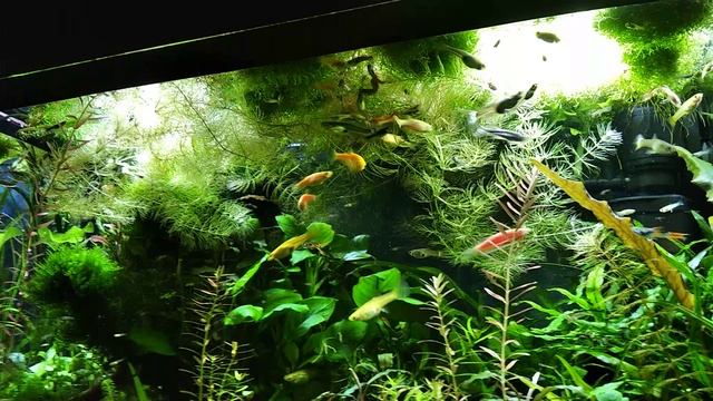 #Оксидатор своими руками. #Редокс потенциал и #Аэрация. Что общего?