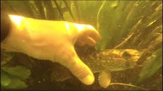 Полесский канал. Подводная охота. В поисках усатого.