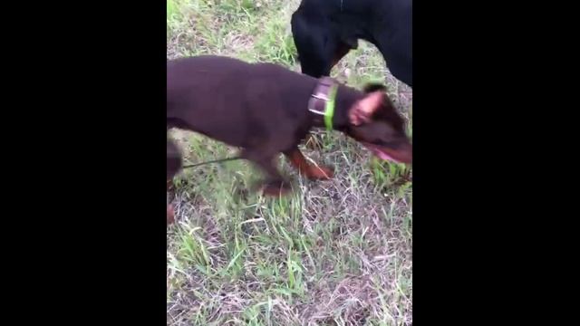 Доберман Ева, коррекция поведения