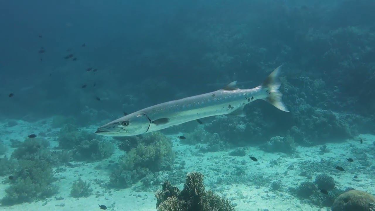 Giant barracuda on Shark reef (Sharm el-Sheikh, Egypt) 03.03.2022