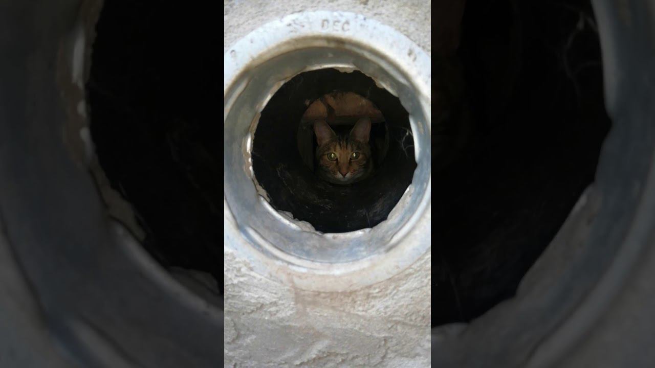 Кошка в тоннели