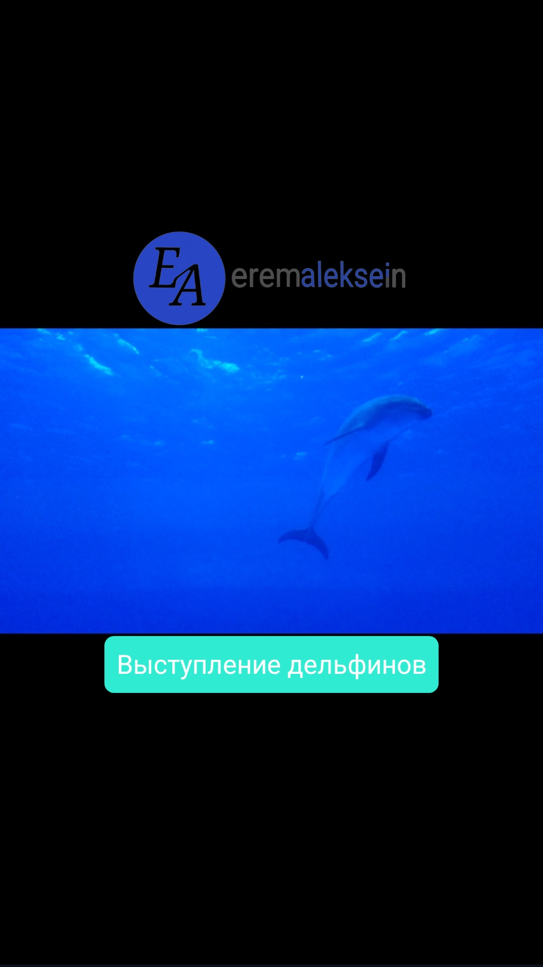 Выступление дельфинов / Животные