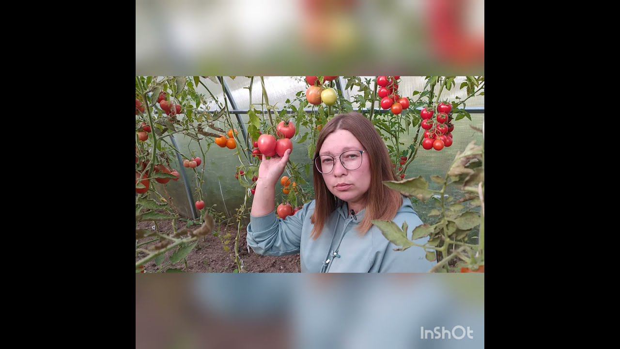 Лучшие сорта томатов, выращенные в теплице в 2021 году