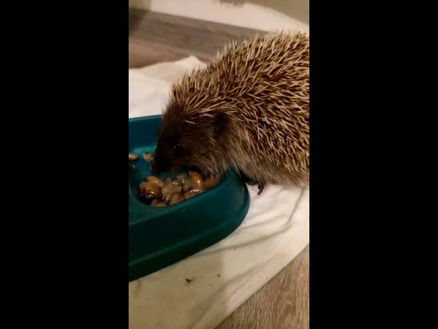 Ёжик кушает улиток