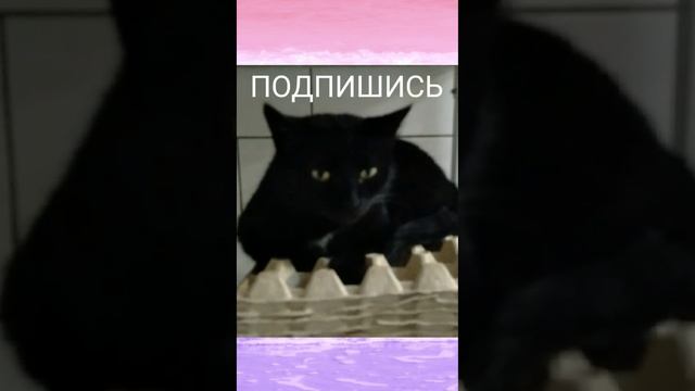 ЛАЙФХАК ОТ КОТА
