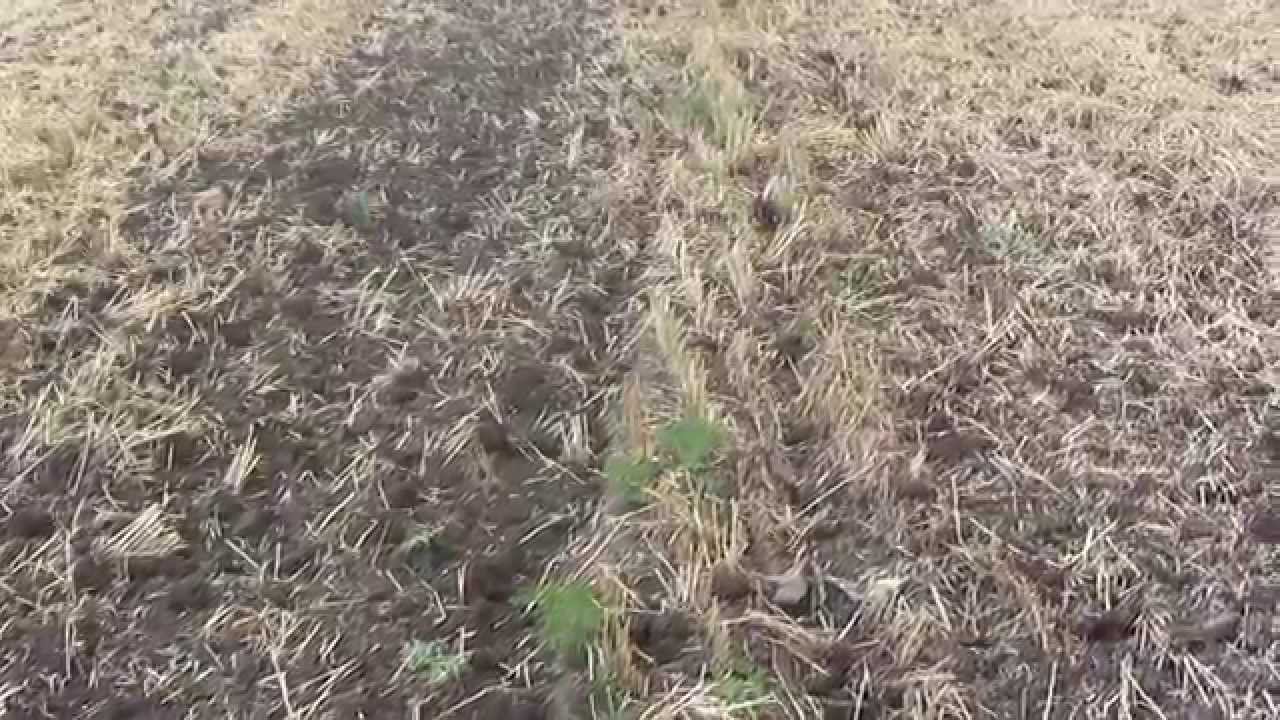 БДМВ 2,3х2 КД "Кортес" производства ООО "БДТ-АГРО" против Амазон "Катрос"