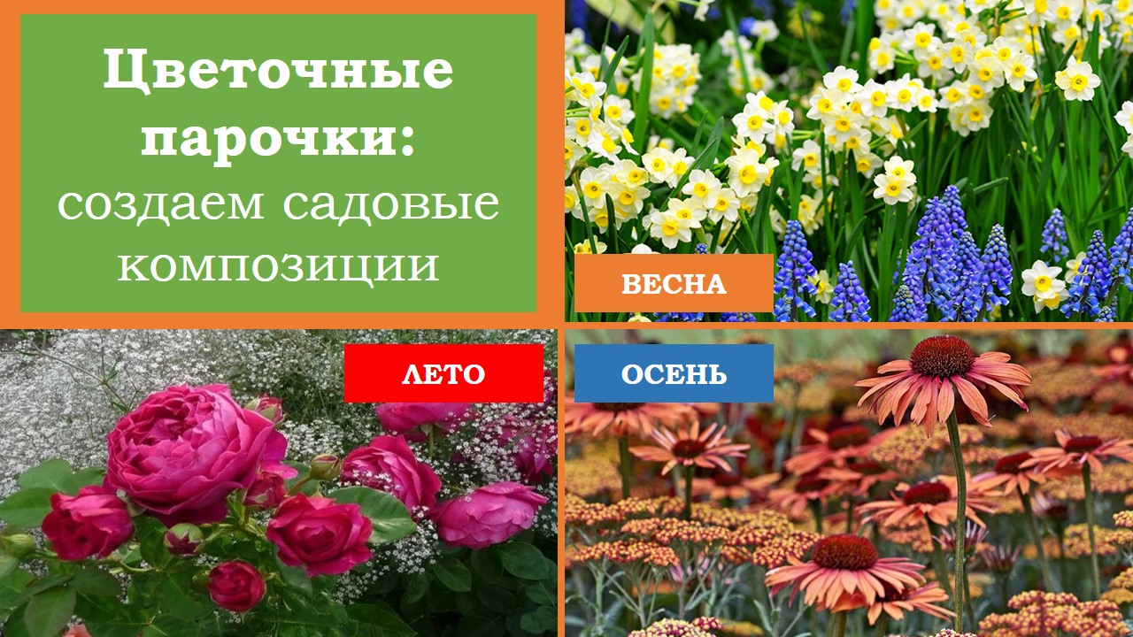 Цветы-компаньоны | с чем посадить, чтобы было красиво