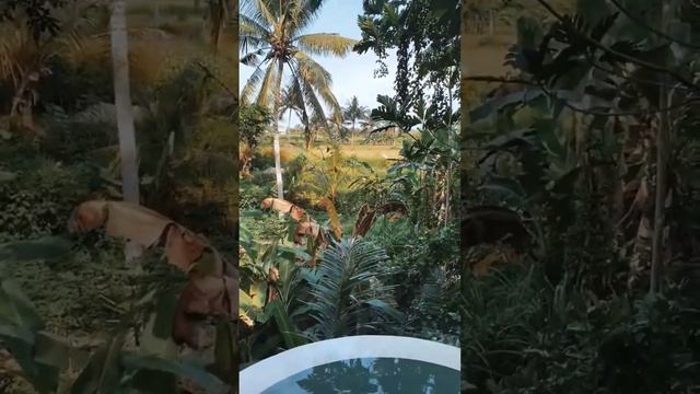 Экзотика для любимой