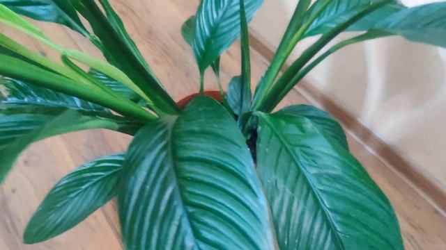 Цветы Вместе Spathiphyllum Sensation Спатифиллум Cенсация  24/150