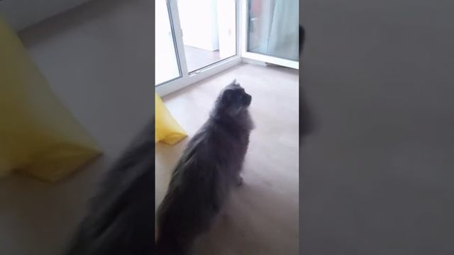 Кот напугался лая шпица!