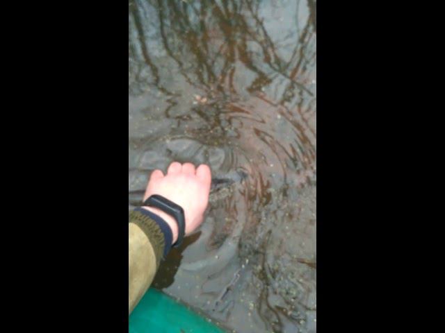 Первая щючка в 2019г.