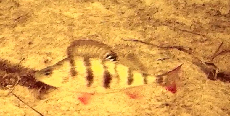 С безмотылкой за окунем на Ахтубу при высоком давлении на вечерний клев.