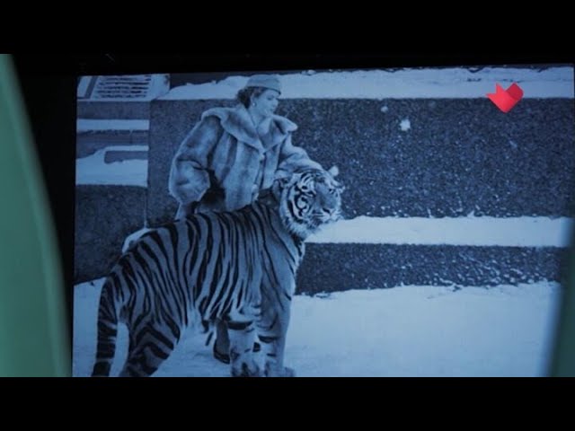 "Мистические тайны кино": "Полосатый рейс"