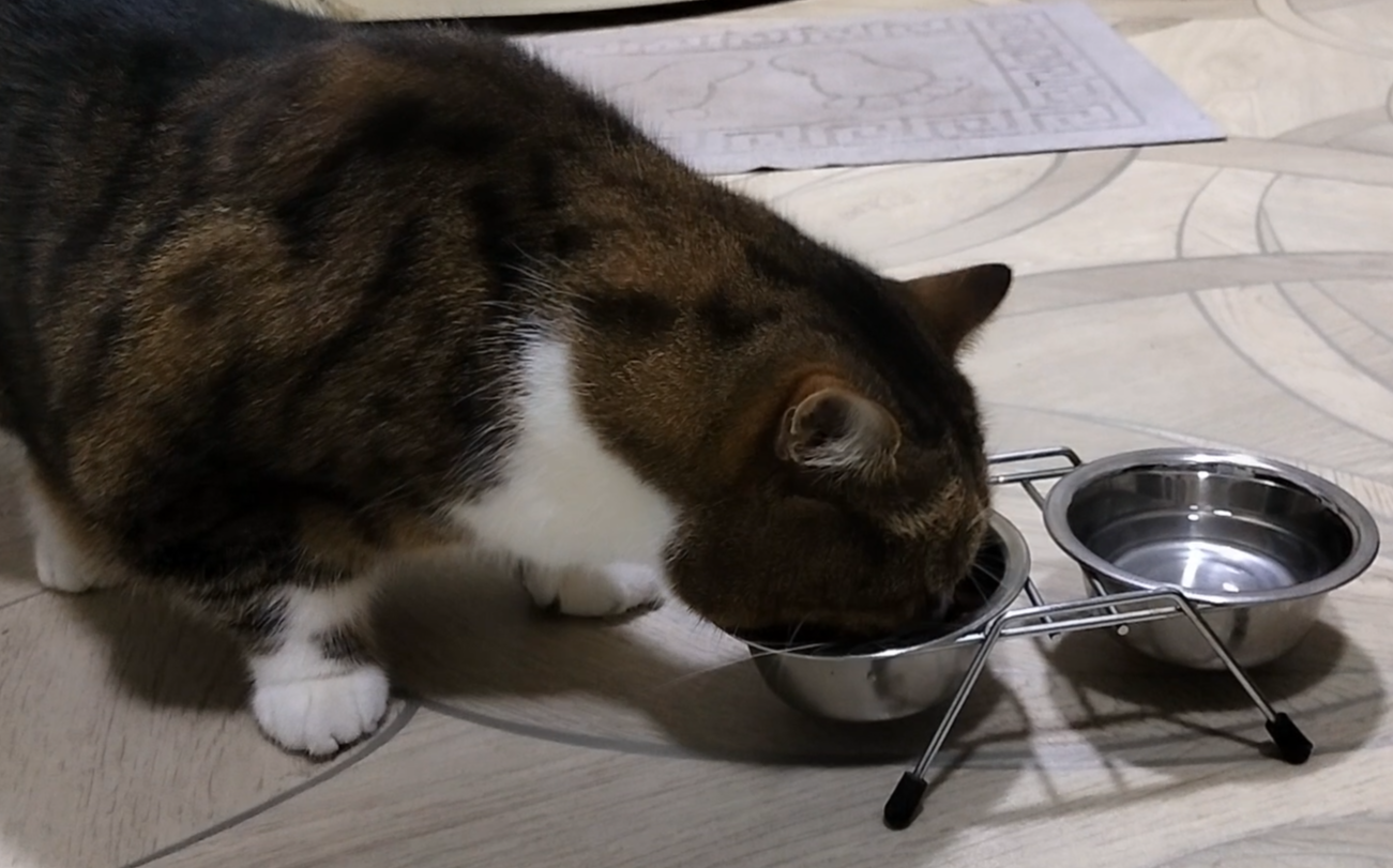 Кот кушает АСРМ.