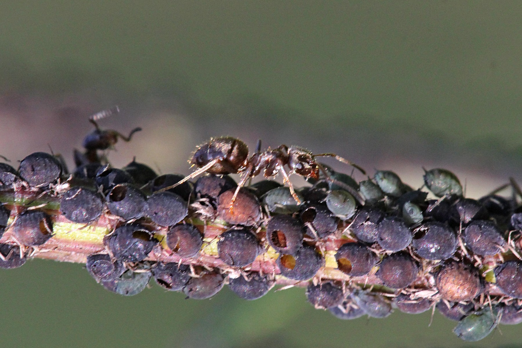 Обрабатываю этим средством от Тли свой огород даже во время цветения