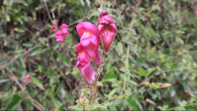 Лекарственные растения ч.3.Лето.