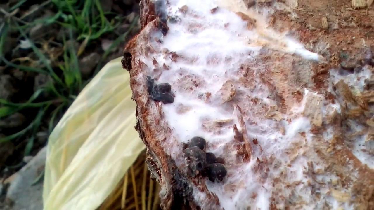 Первые грибы пробиваются. Часть4