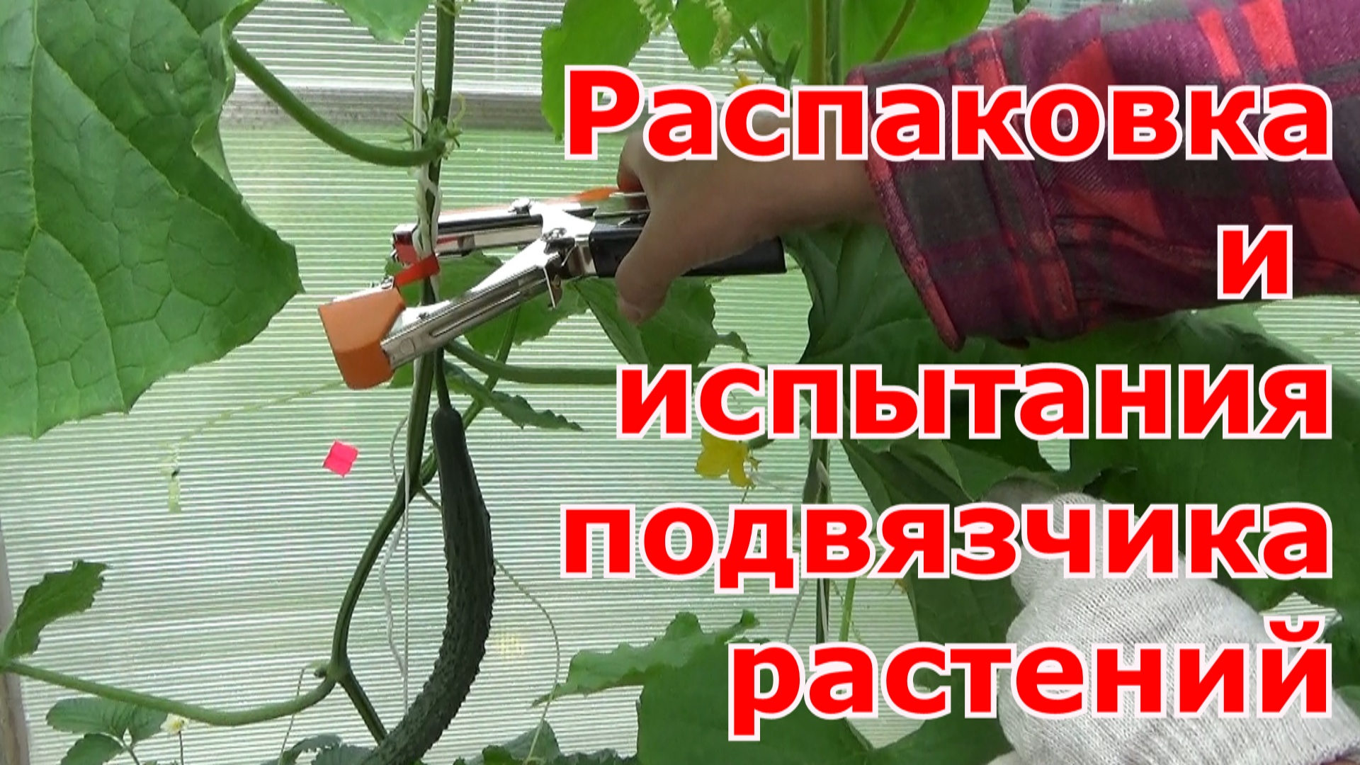 Распаковка посылки из интернет-магазина. Тапенер-степлер для подвязки растений, испытания подвязчика