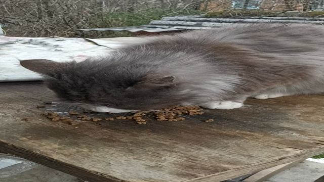 все хотят есть