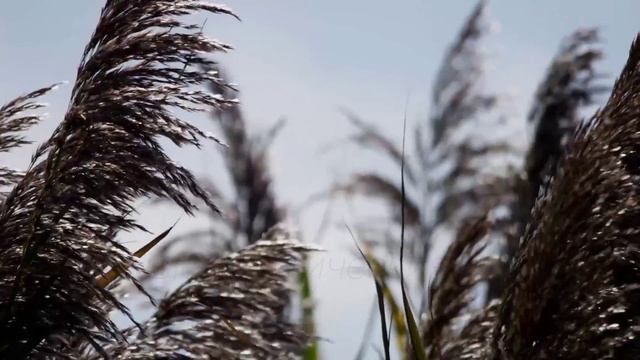 Музыка для любителей душевного отдыха