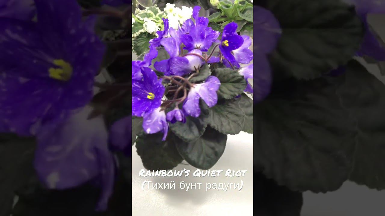 Rainbow's Quiet Riot/Тихий бунт радуги