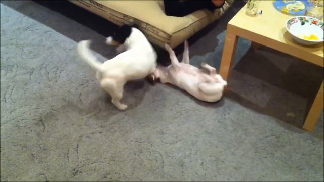 Хуго убивает Юсю