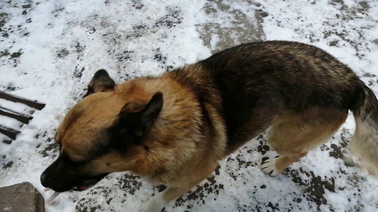 Дворовая собака очень хорошо кушает куриные ножки.