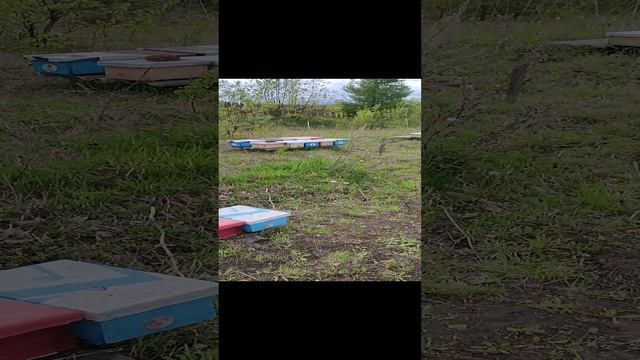 выставили нуклеусы для облета маток