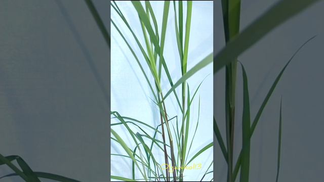 огород на подоконнике