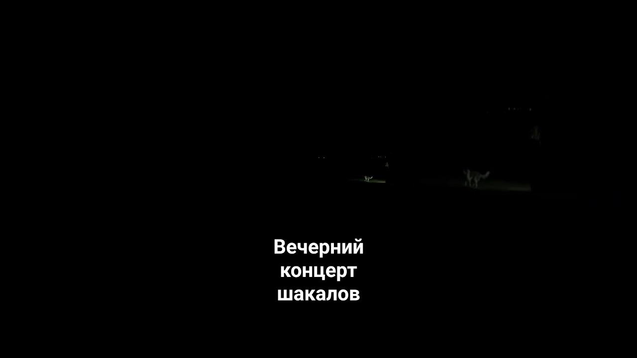 Шакалы приходят к дому... 14 октября 2023 г.