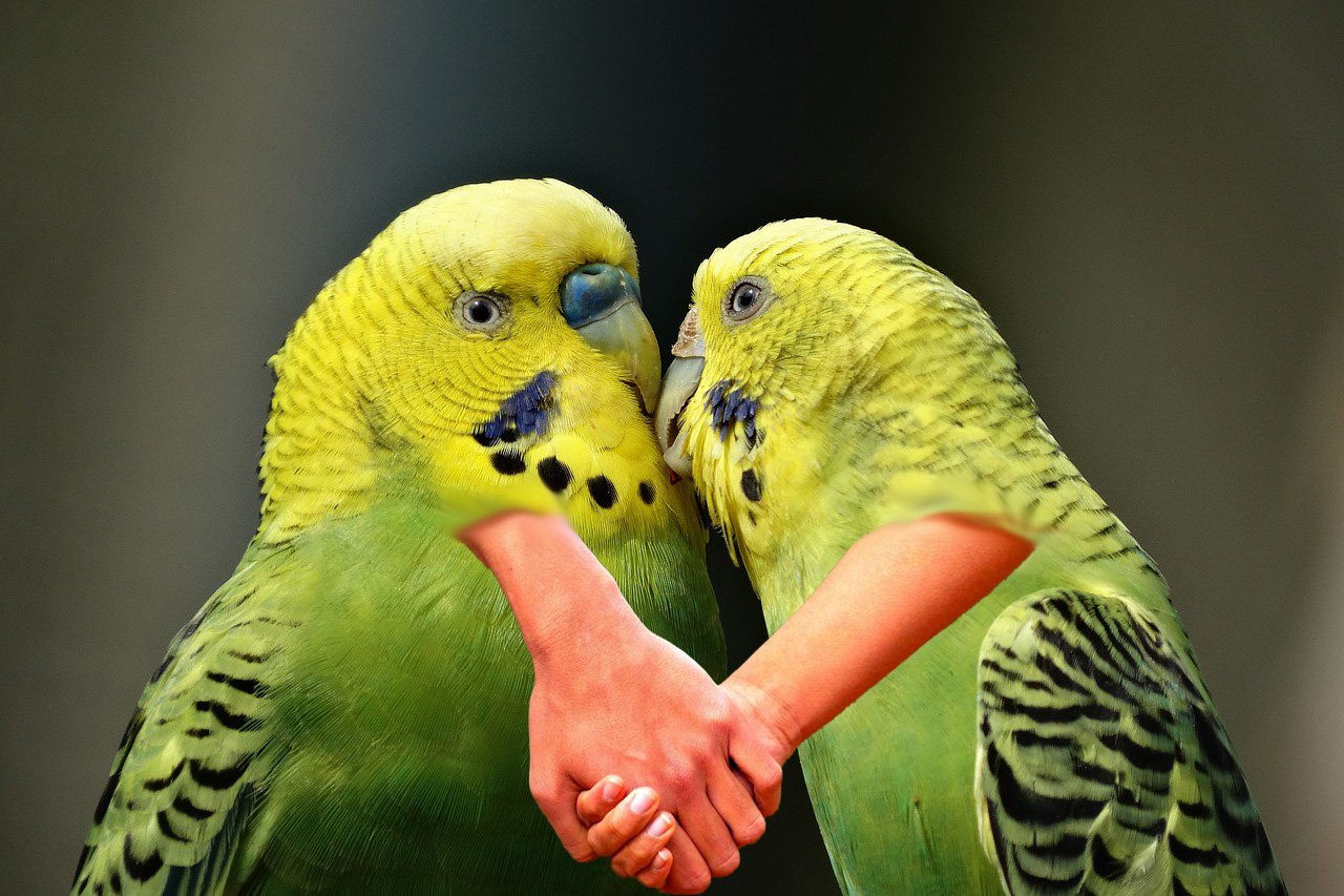 Попугай Яшка.