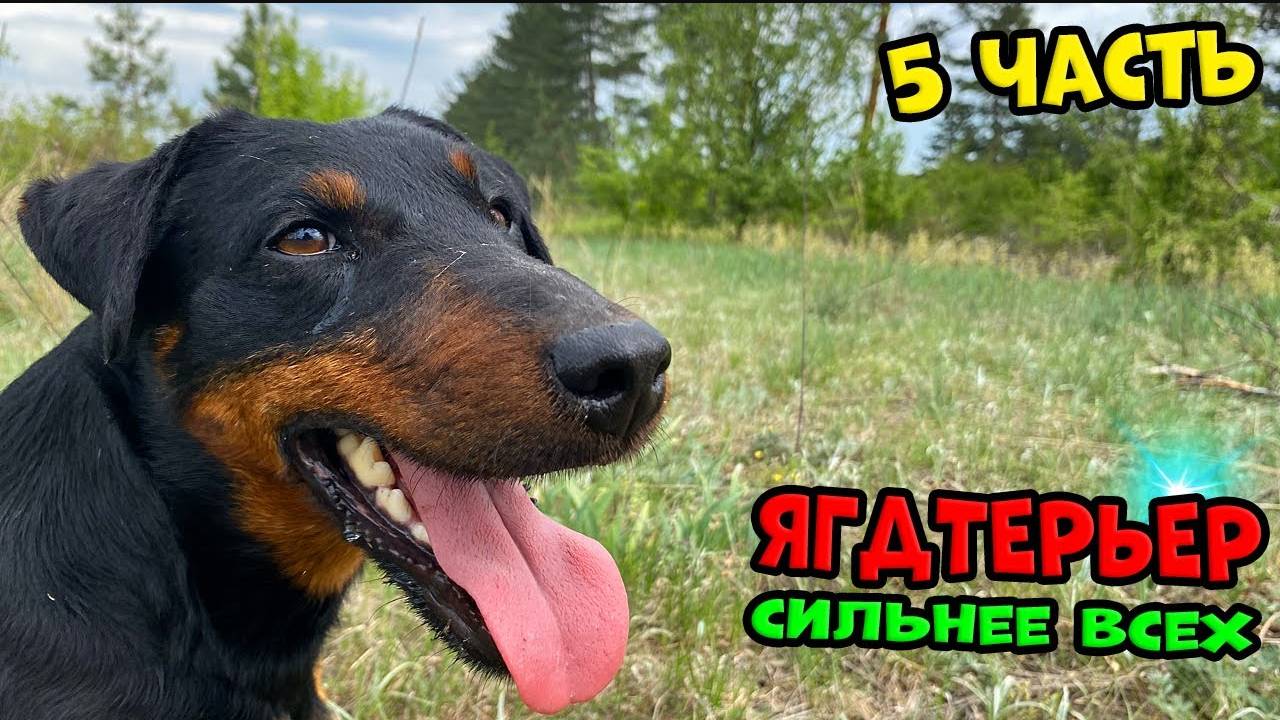 Держу Ягдтерьера (5-ЧАСТЬ)  #ягдтерьер #волкмикс #ягдтерьерволкмикс #volkmix