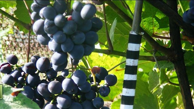 Сибирская лоза