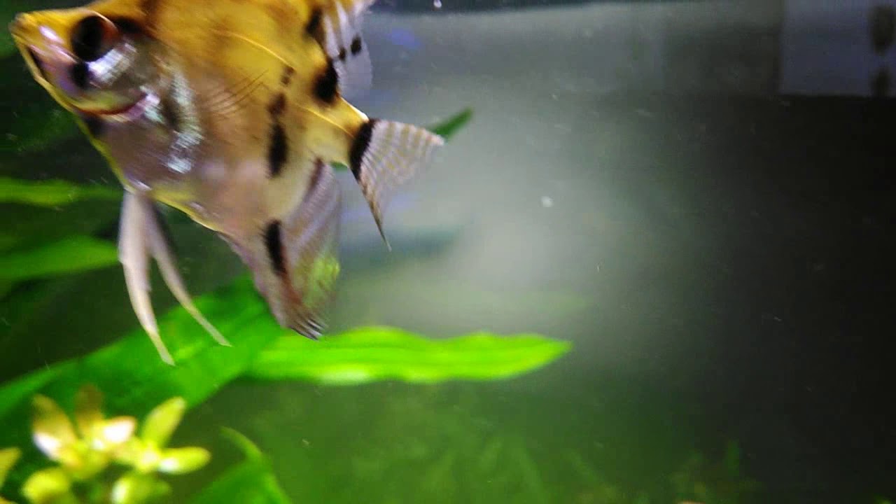 Футаж для видео монтажа  Аква 06