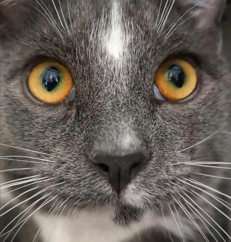 КАК ПРОМЫТЬ НОС КОТУ
#образовательная_рубрика