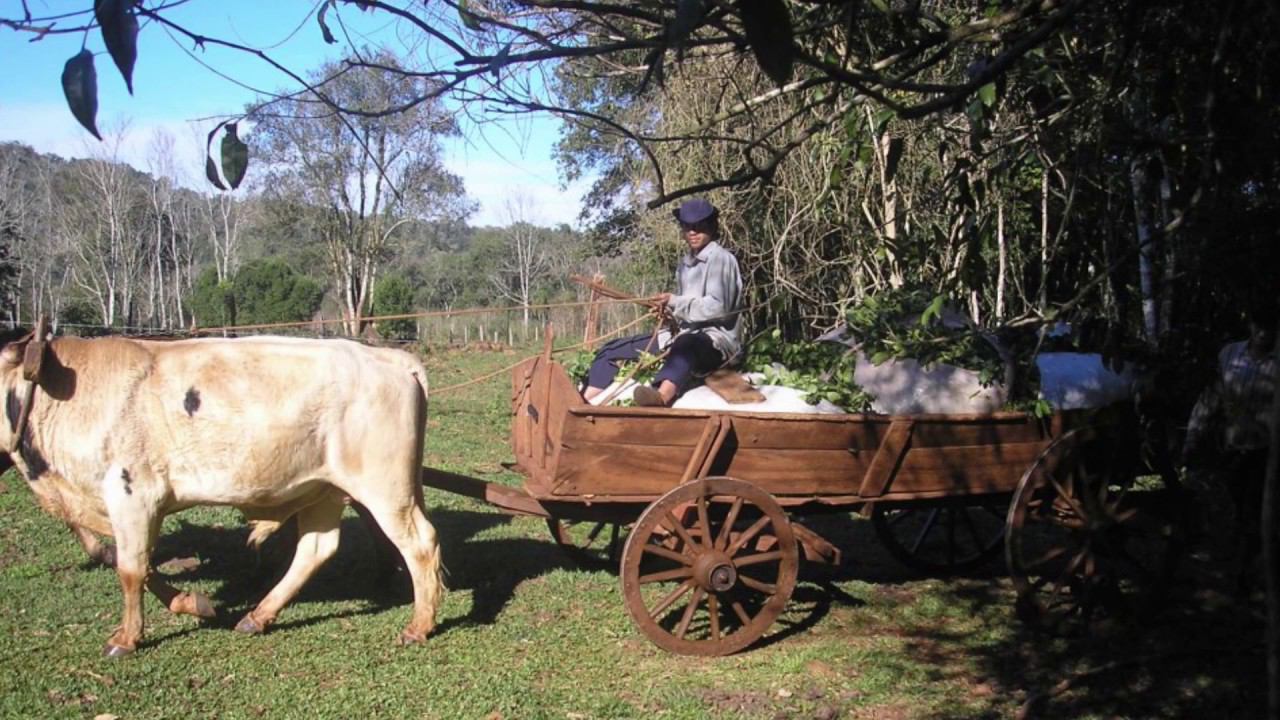 19. Об аргентинской марке Йерба Мате "Reserva del Che"