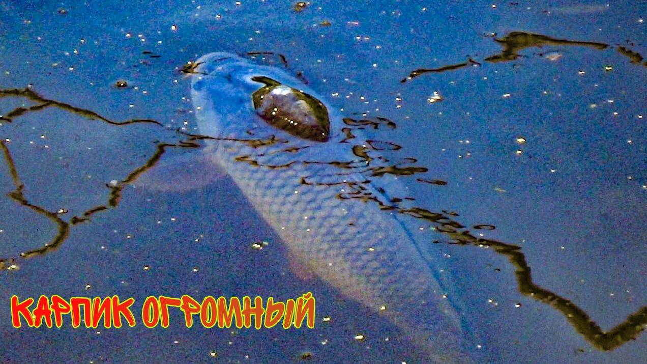 ОГРОМНЫЕ КАРПЫ ГРЕЮТСЯ НА СОЛНЦЕ! ТАКОЕ РЕДКО УВИДЕШ.