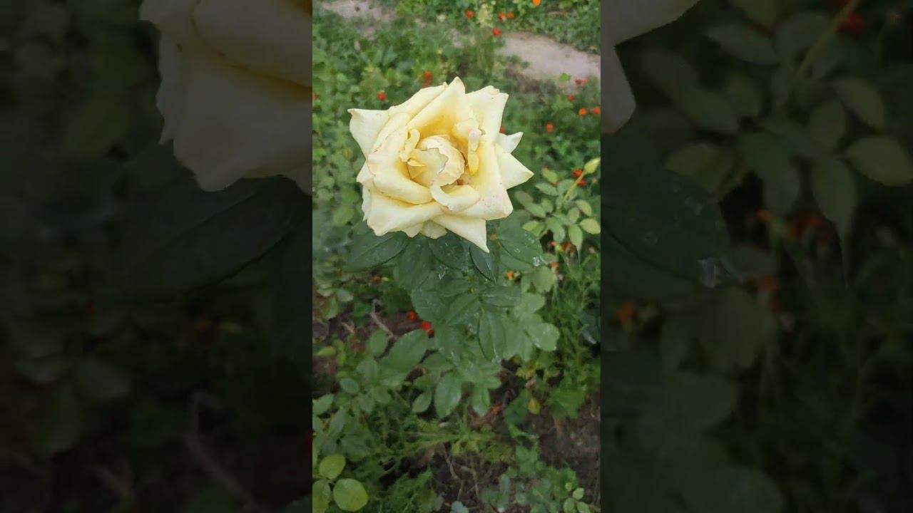 роза дежавю в сентябре 2023г