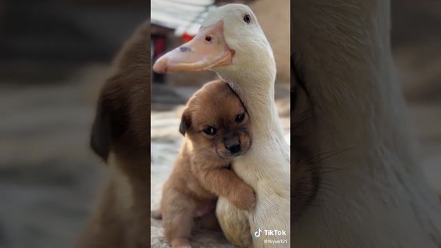 я умер от милоты.тик ток.Всё.1.