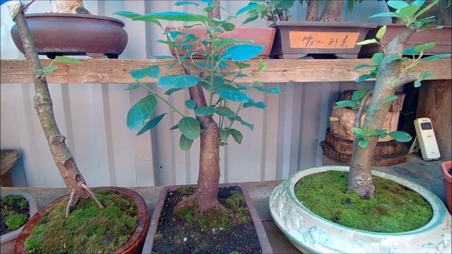 Бонсай на улице 2020 лето 6 часть Bonsai on the street 2020 summer 6 part