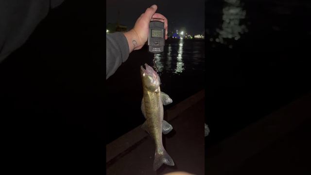 Ловля судака на воблер 95 мм (17 гр) от Mr. Musurok