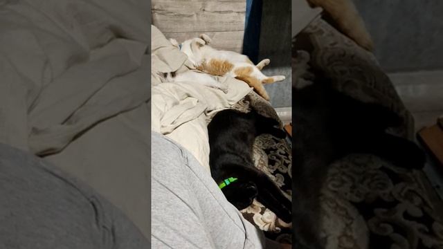 Котоокупация спального места. Где спать мне?