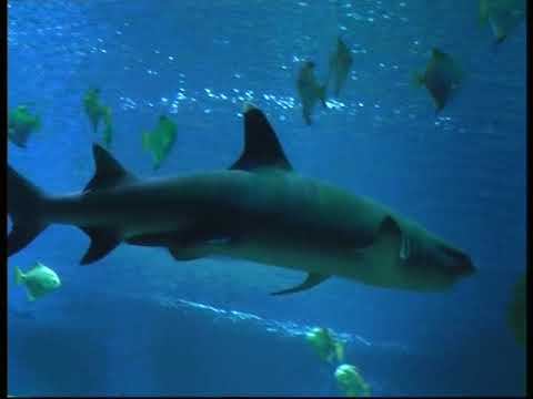 Океанариум. 30.01.2015 (ч.2)