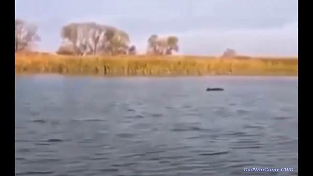 Дельфины в реке