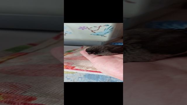 Птенец-выкормыш японской амадины.