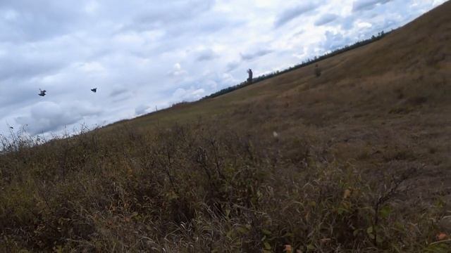 Лучшие моменты охот по перу  сезона 2021-2022