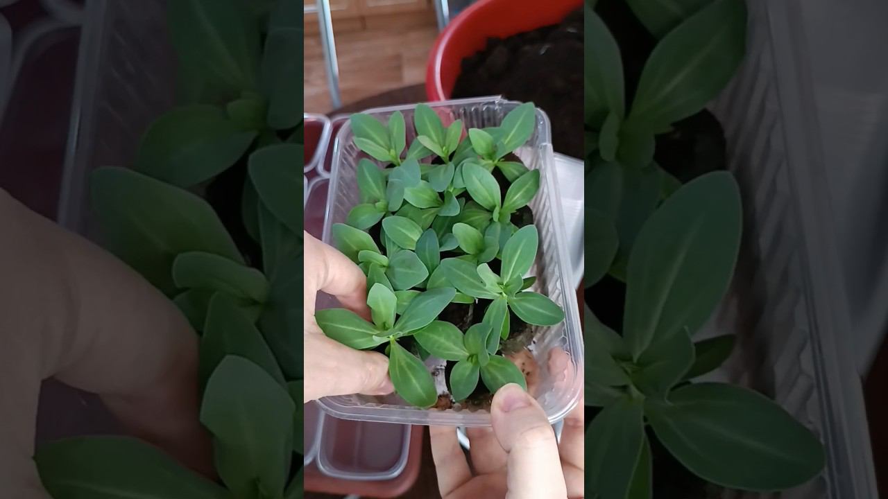 Выращиваете эустому?