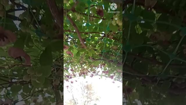 Цветение Акебии. #Shorts