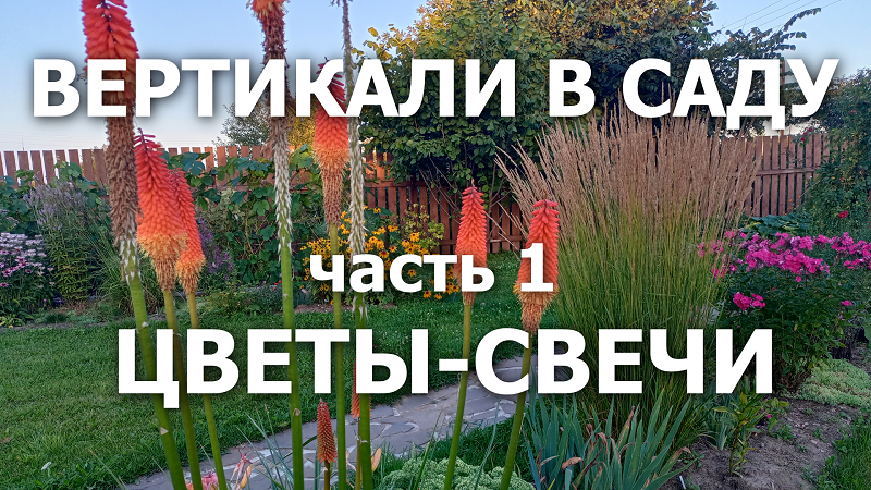 Вертикали в саду ч.1 Цветы-свечи (обзор)