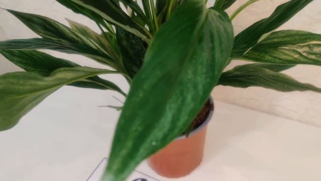 Цветы Вместе Spathiphyllum Silver Cupido   Спатифиллум Сильвер Купидо 17/65